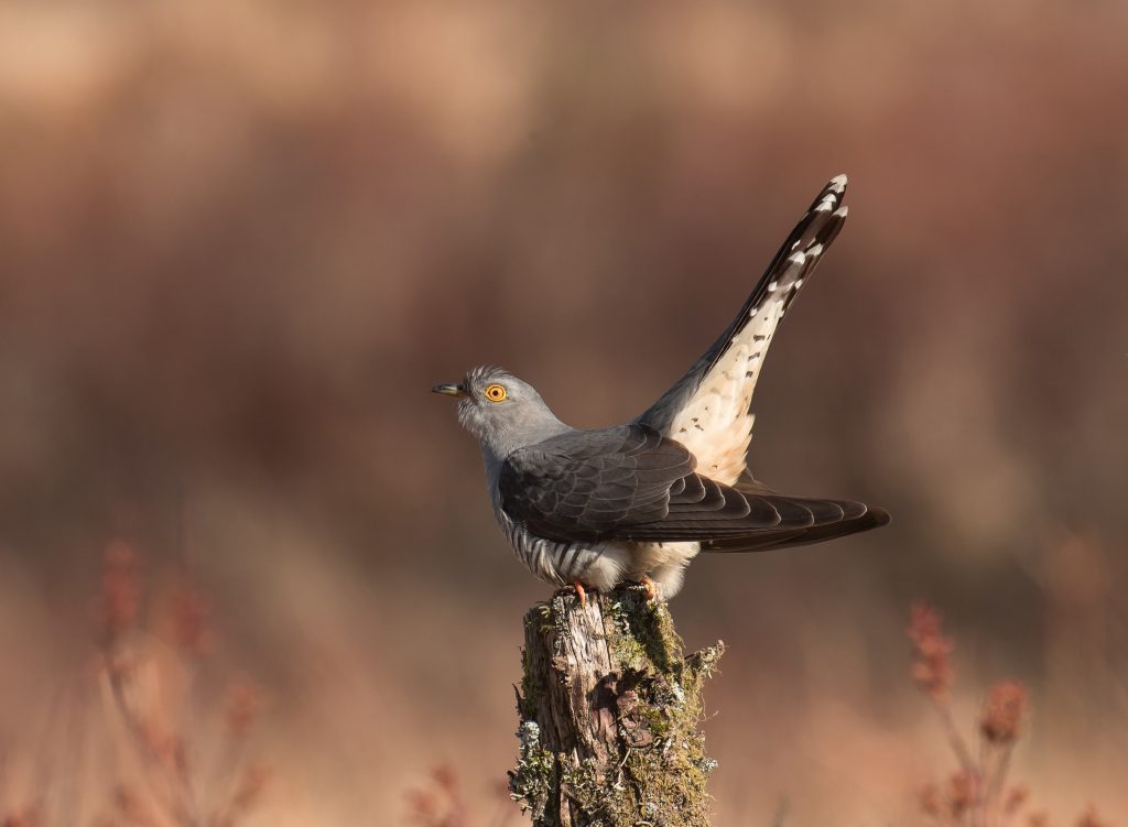 Cuckoo Hide – Scottish Photography Hides