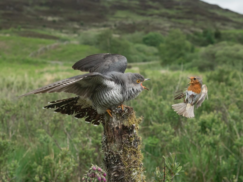 Cuckoo Hide – Scottish Photography Hides