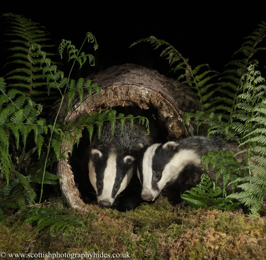 Evening Forest Floor Hide Badgers & Tawny Owl – Scottish Photography Hides